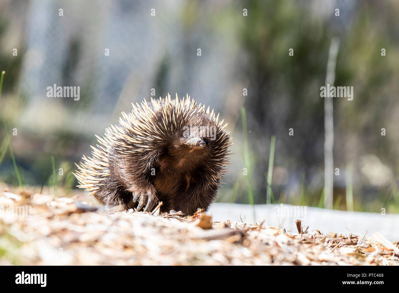 Short-beaked Echidna (Tachyglossus aculeatus Stock Photo - Alamy