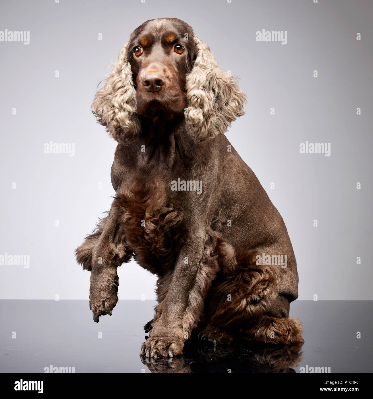 Studio shot of an adorable English Cocker Spaniel sitting on grey ...