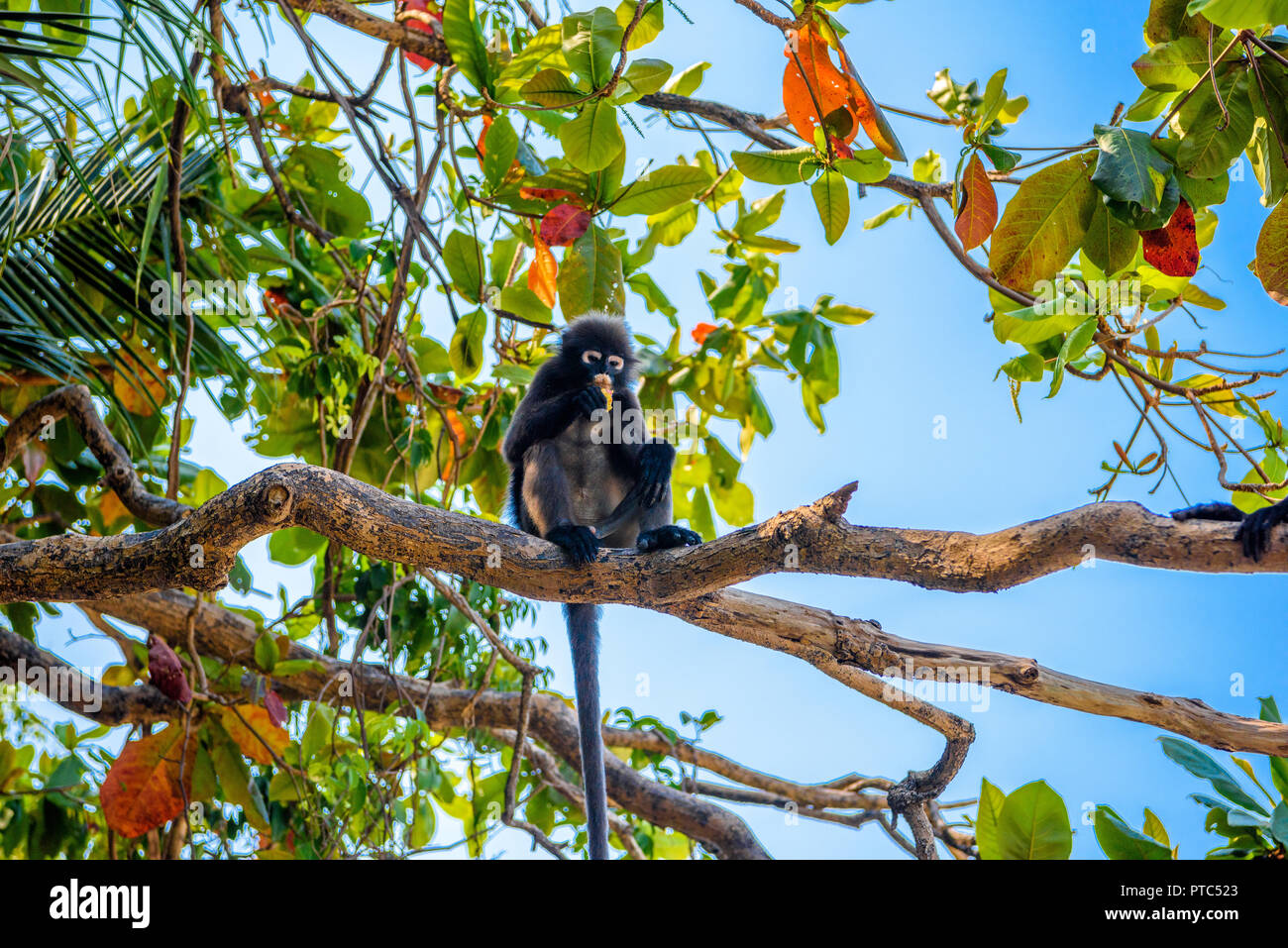 Koh Phaluai, Mu Ko Ang Thong National Park, Gulf of Thailand, Siam ...