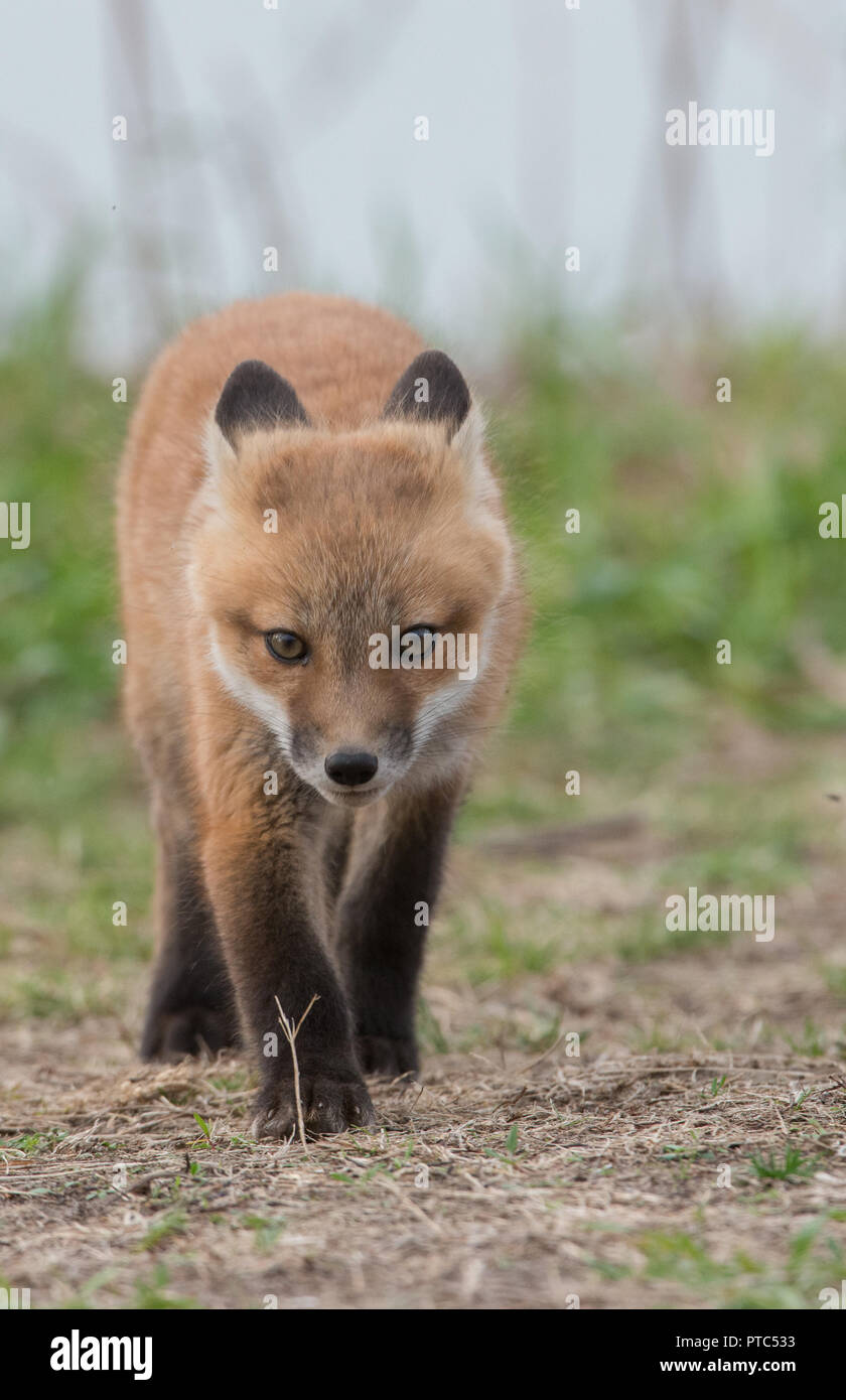 Red foxes in Canada Stock Photo - Alamy