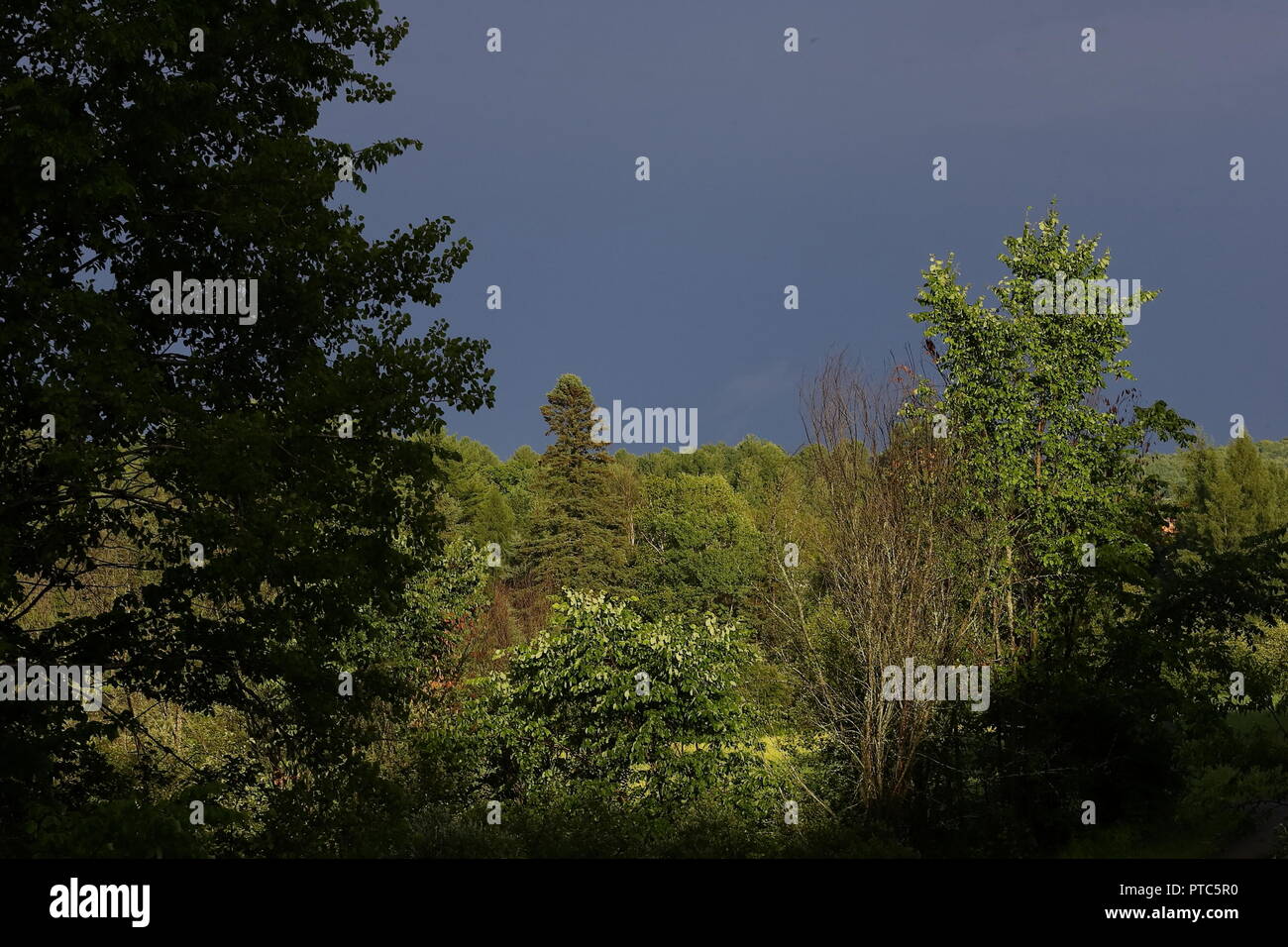 Canada trees gray hi-res stock photography and images - Alamy