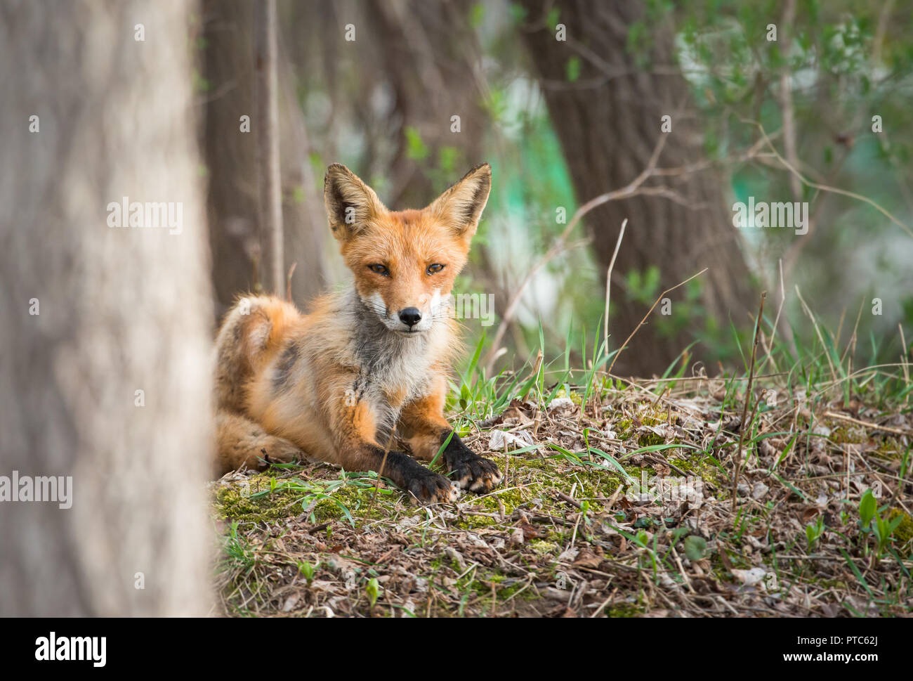 Red foxes in Canada Stock Photo - Alamy