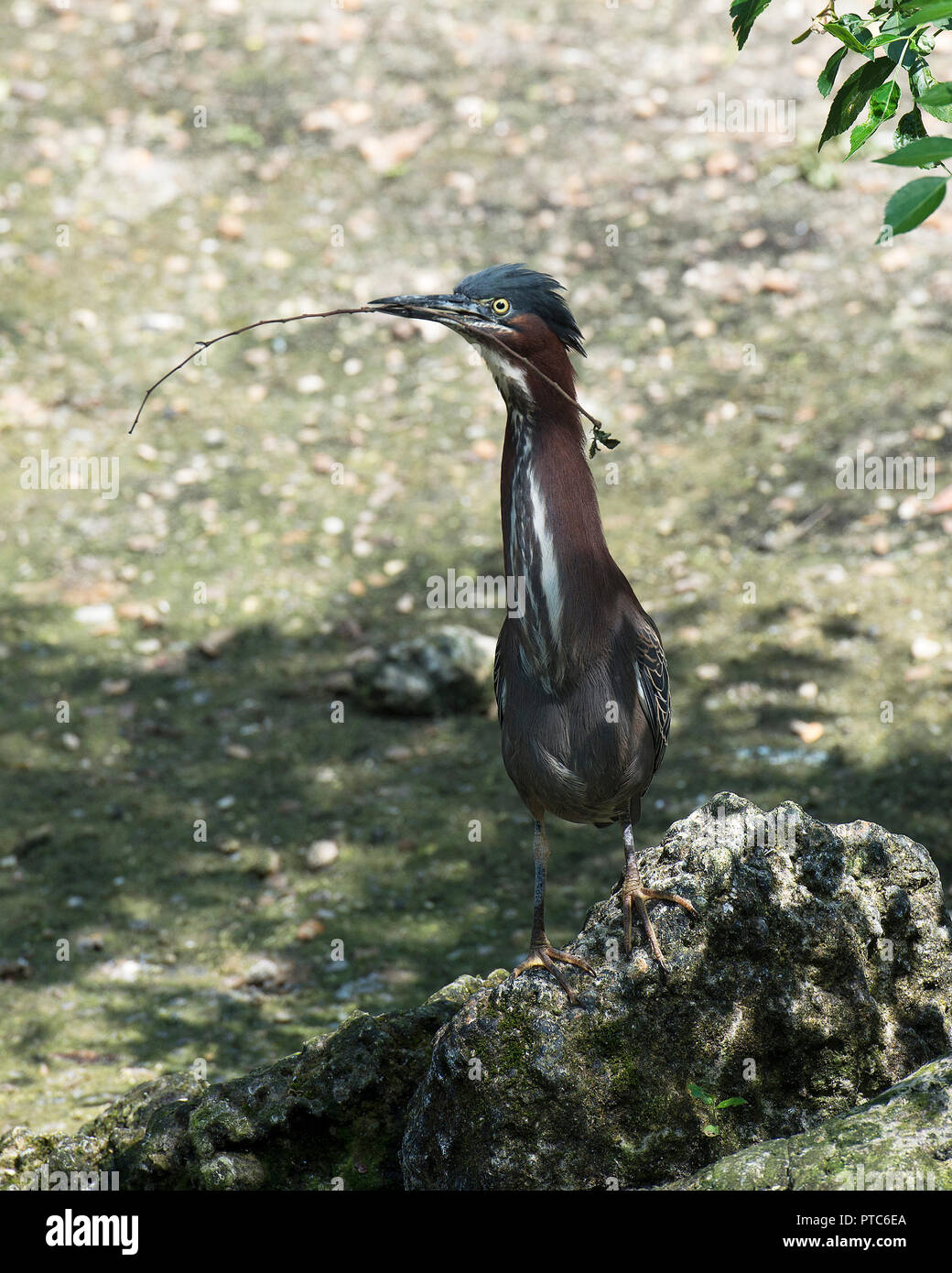 Green Heron bird enjoying building their nest Stock Photo - Alamy