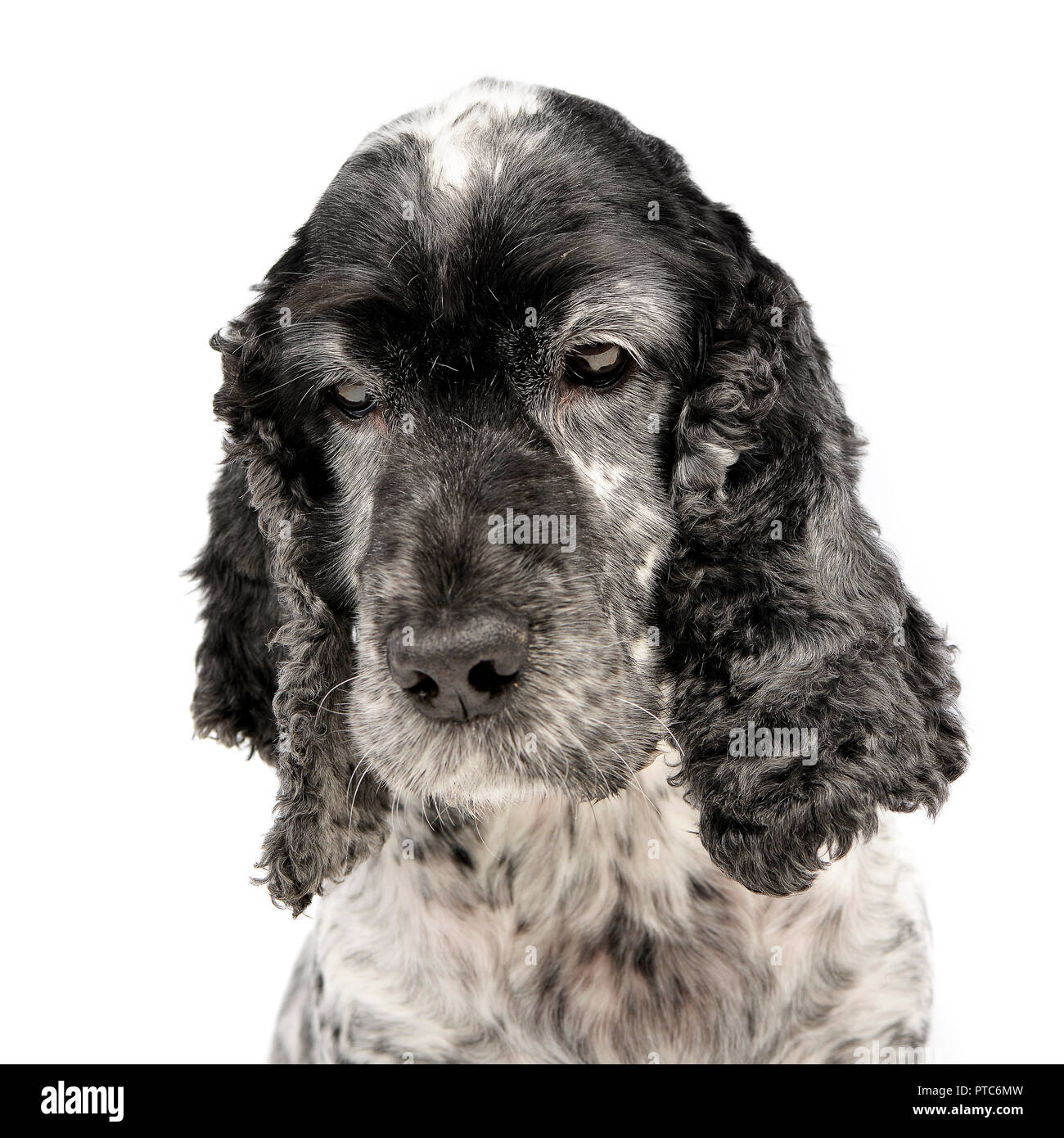 Portrait of an adorable English Cocker Spaniel - studio shot, isolated ...