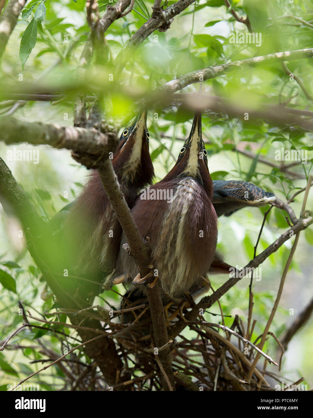 Green Heron bird enjoying building their nest Stock Photo - Alamy