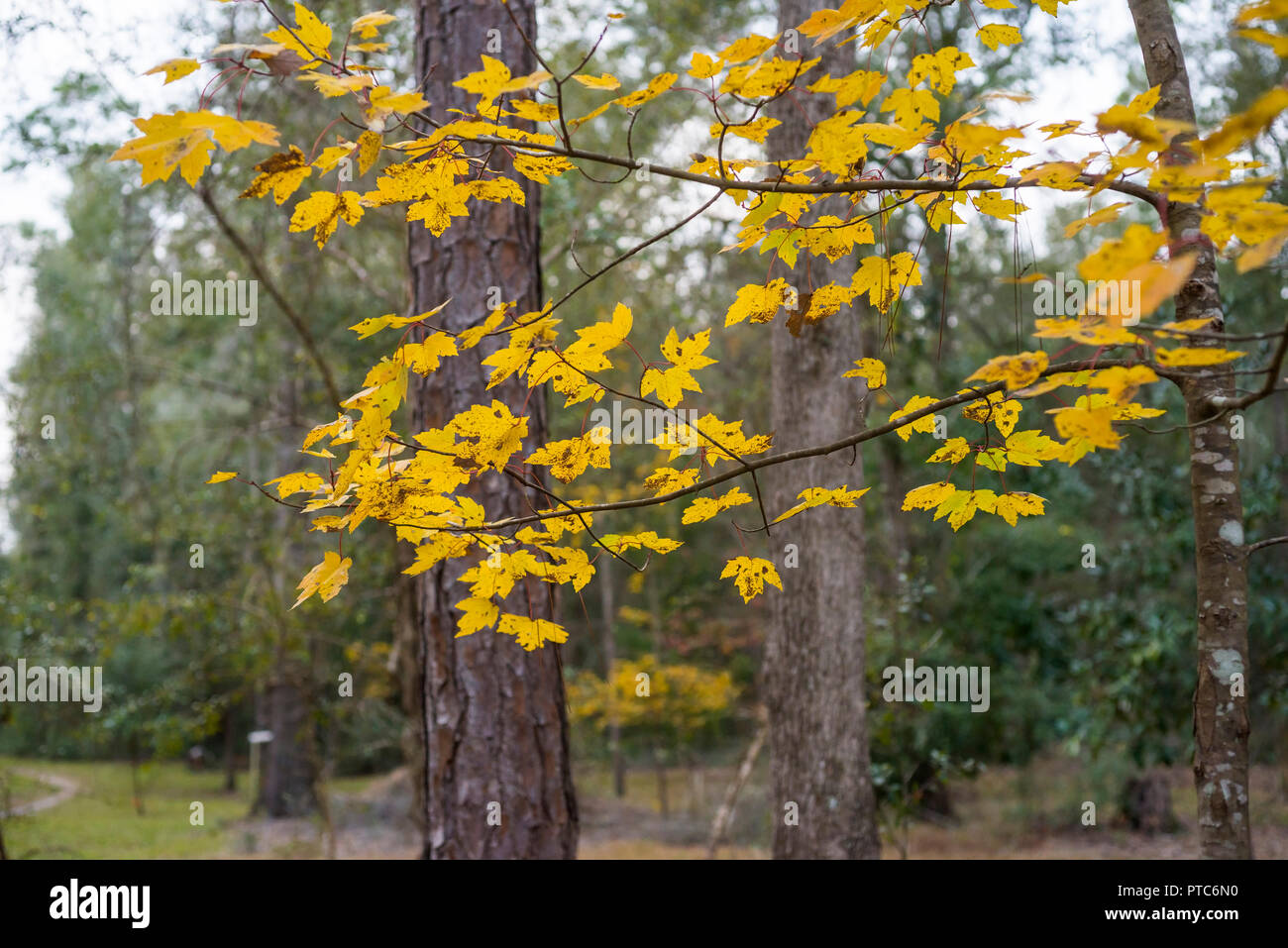 Fall leaf color in North Central Florida Stock Photo - Alamy