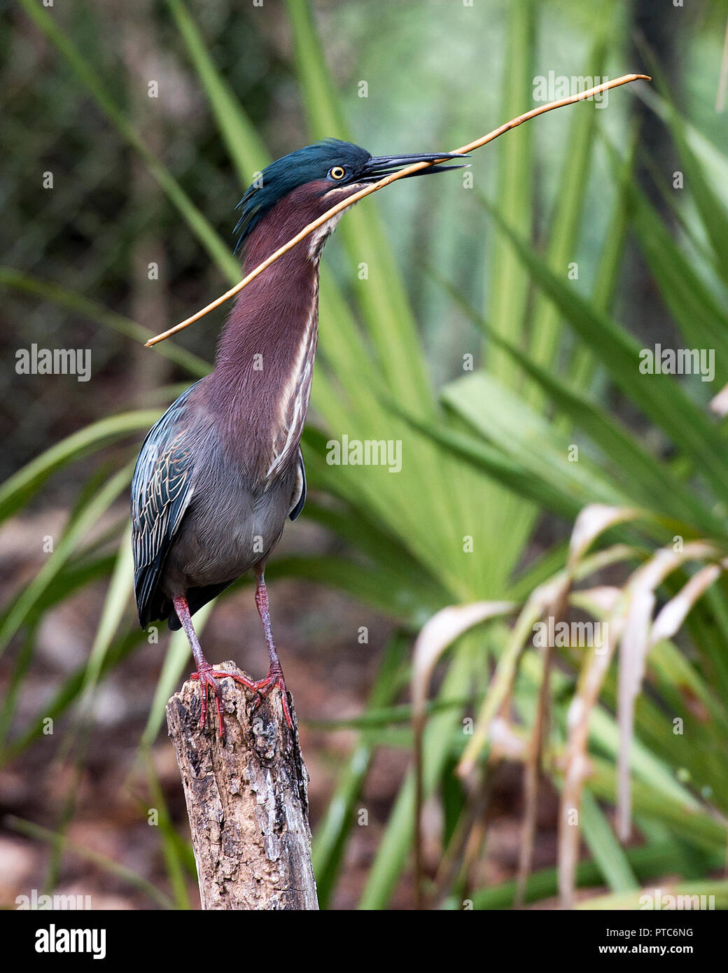 Green Heron bird enjoying building their nest Stock Photo - Alamy