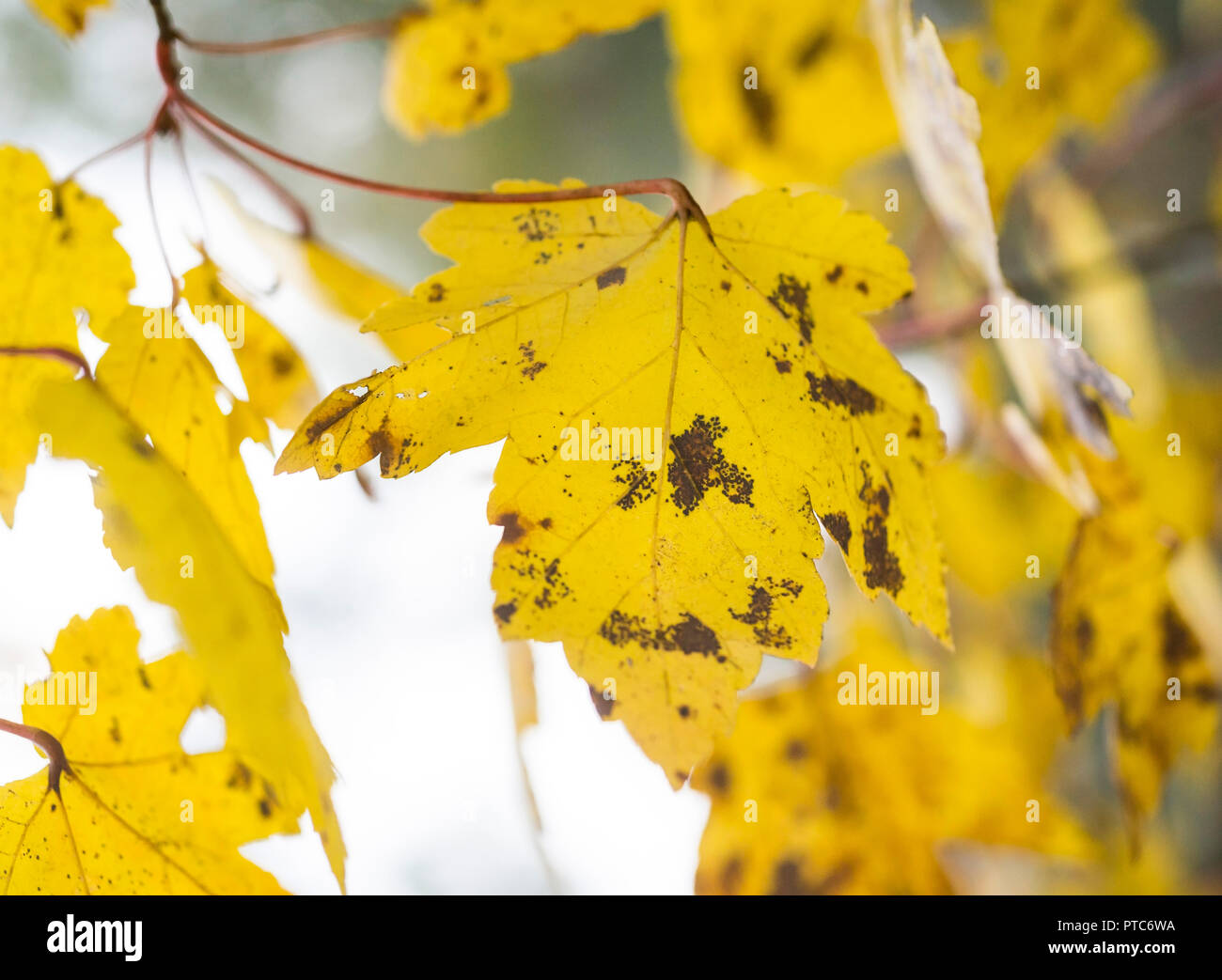 Fall leaf color in North Central Florida Stock Photo - Alamy