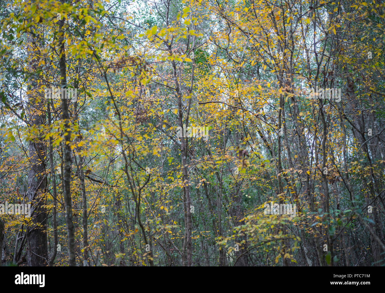 Fall leaf color in North Central Florida Stock Photo - Alamy