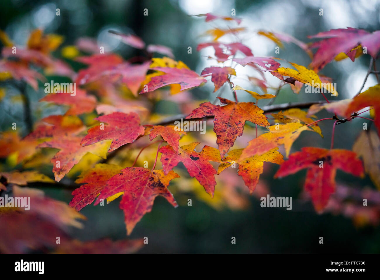 Fall leaf color in North Central Florida Stock Photo - Alamy