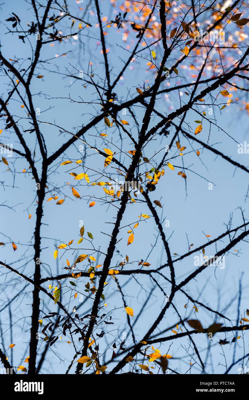 Fall leaf color in North Central Florida Stock Photo - Alamy