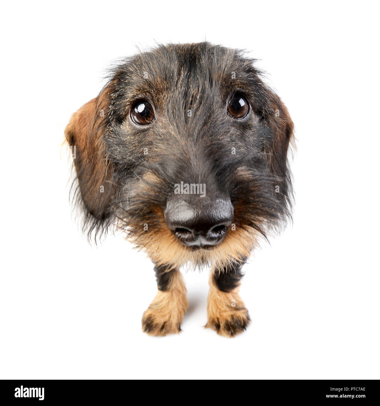Wide angle portrait of an adorable Dachshund - studio shot, isolated on ...