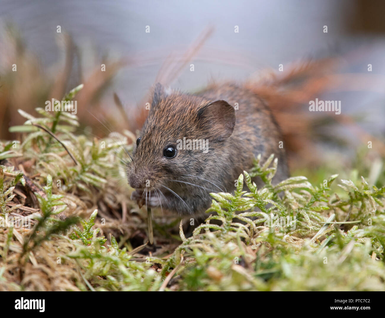 Myodes glareolus hi-res stock photography and images - Alamy