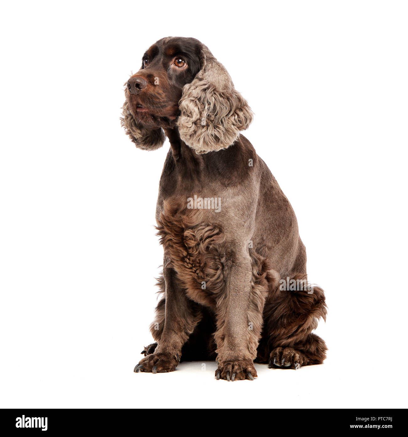 Cocker spaniel ear Cut Out Stock Images & Pictures - Alamy