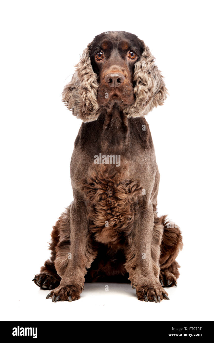 English cocker spaniel sitting hi-res stock photography and images - Alamy