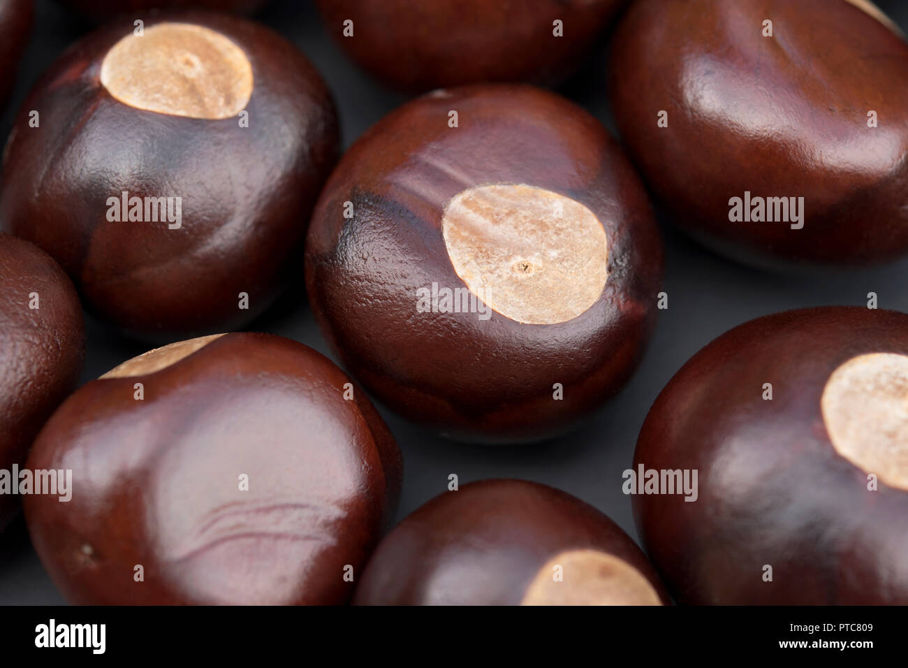 Buckeyes hi-res stock photography and images - Alamy