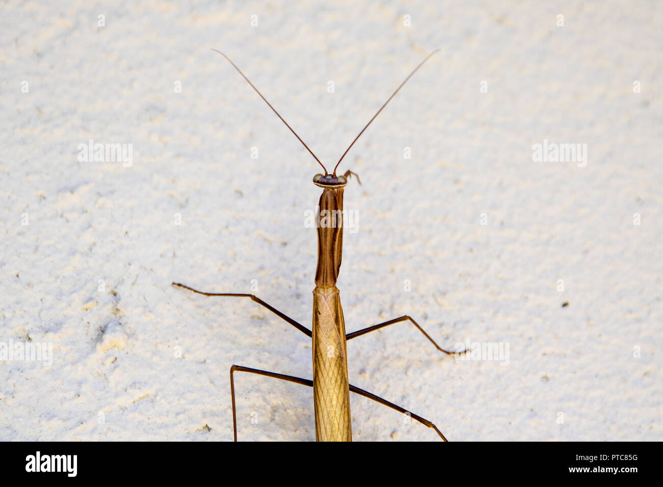 Brown european mantis on the white background in autumn Stock Photo - Alamy