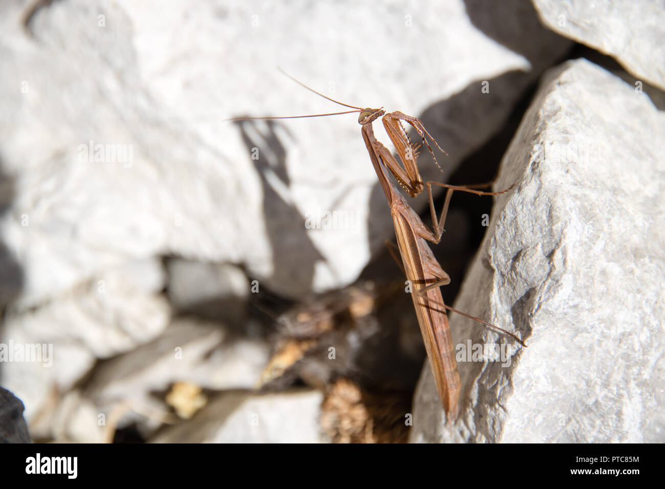 Brown european mantis on the white background in autumn Stock Photo - Alamy