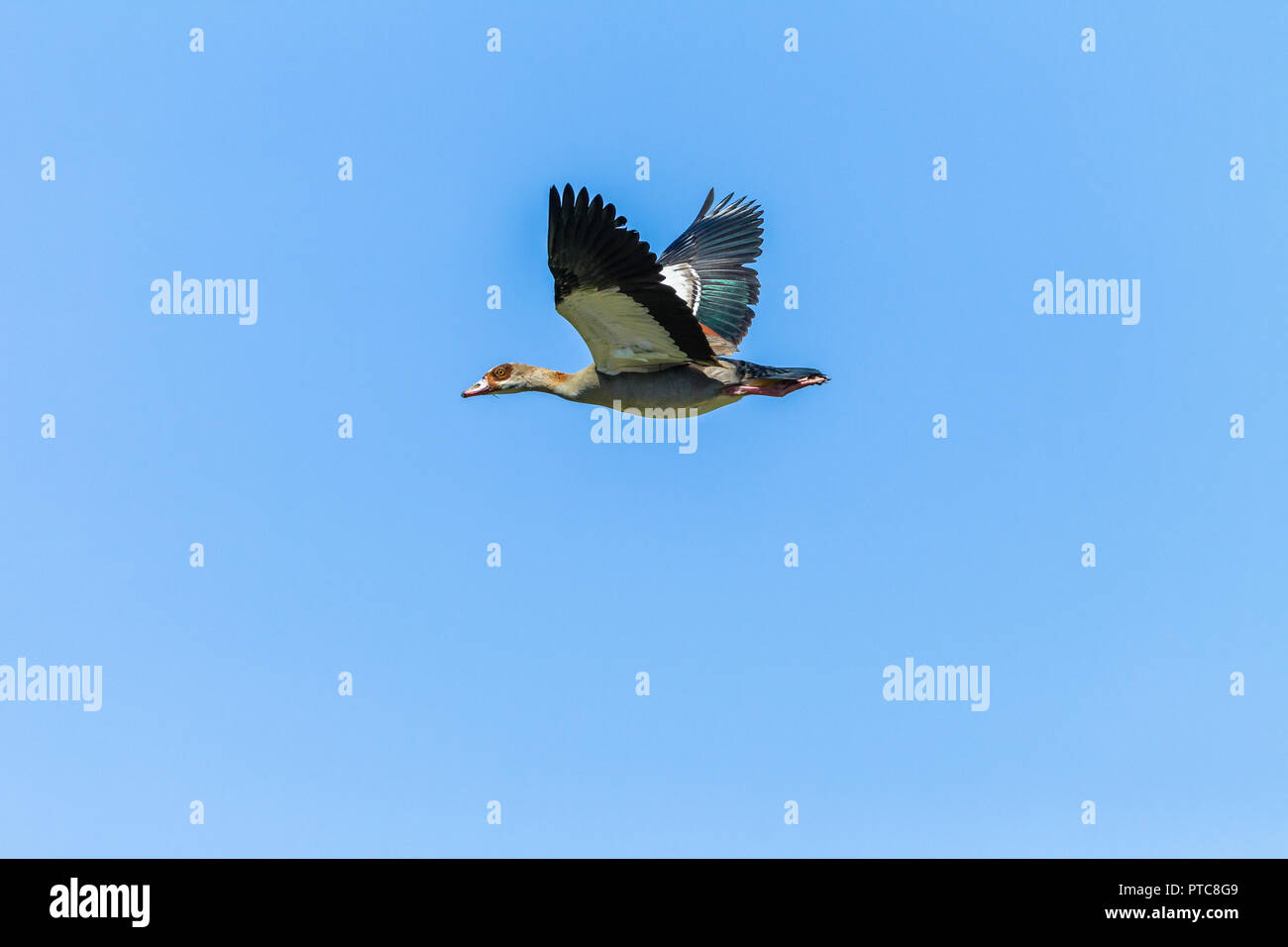 Bird egyptian goose flying in blue sky close up mid flight detail Stock ...