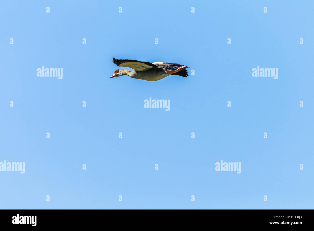 Bird egyptian goose flying in blue sky close up mid flight detail Stock ...