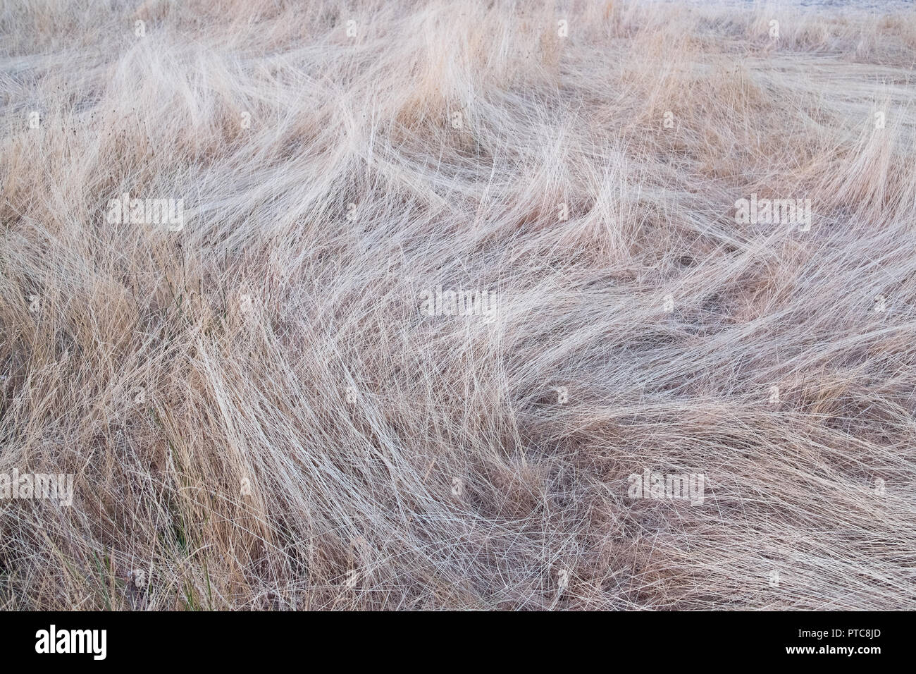 Grass patterns hi-res stock photography and images - Alamy