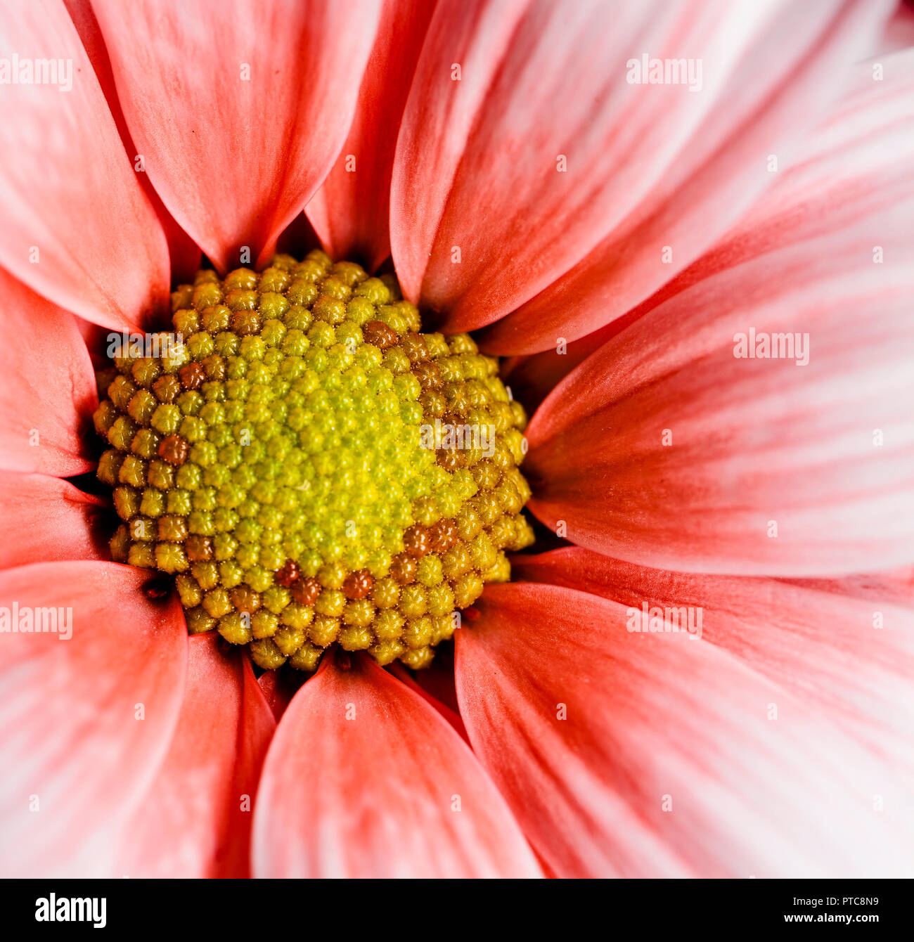 Macro shots of flowers, close up detail Stock Photo - Alamy