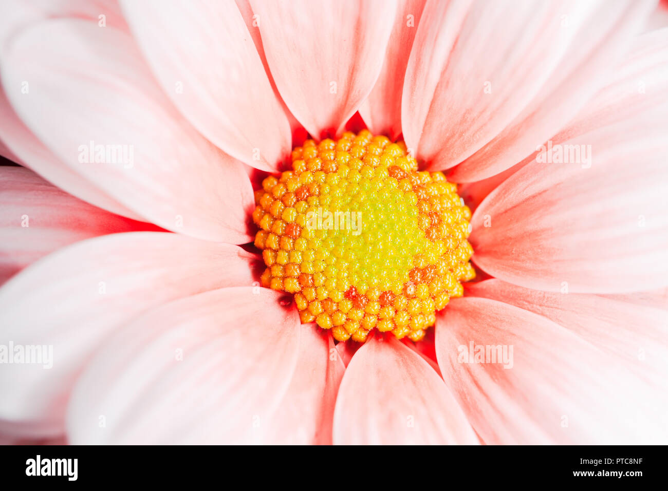 Macro shots of flowers, close up detail Stock Photo - Alamy