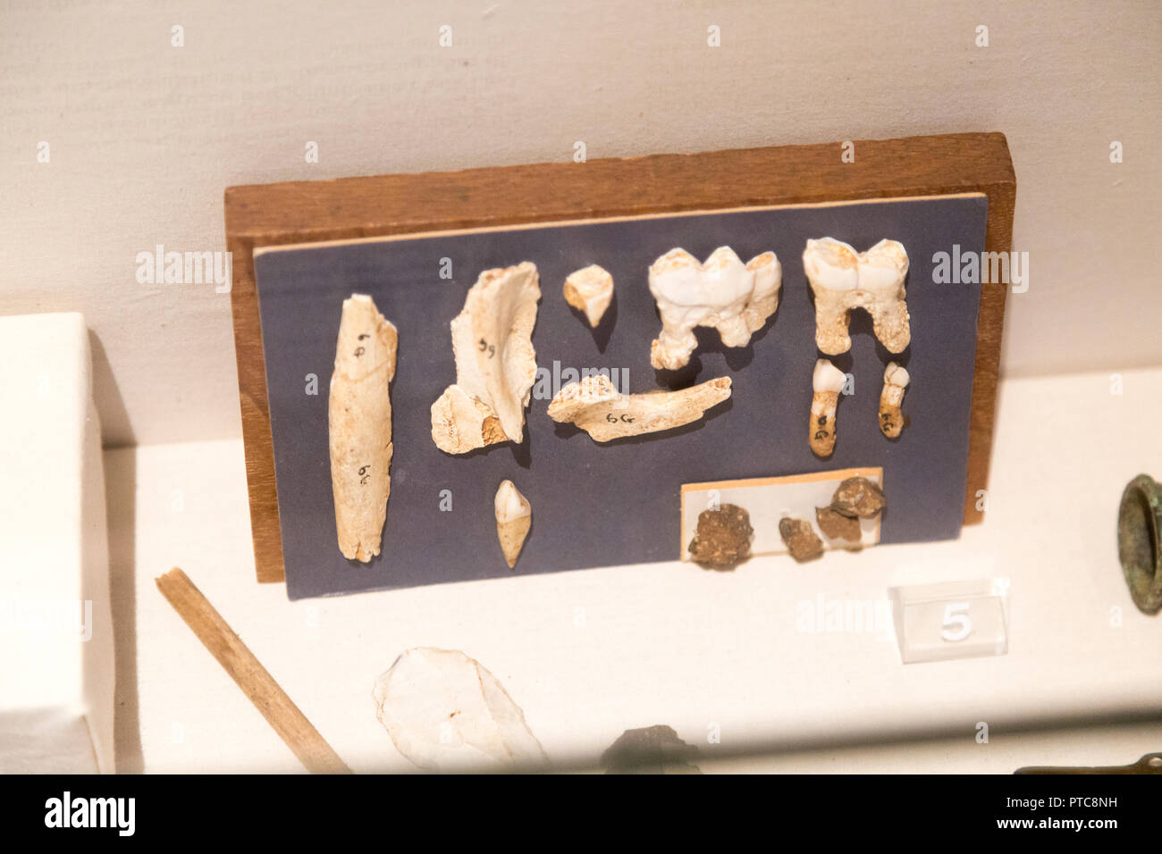 Late stone age bone and pottery finds by Maud Cunnington, Lanhill long ...