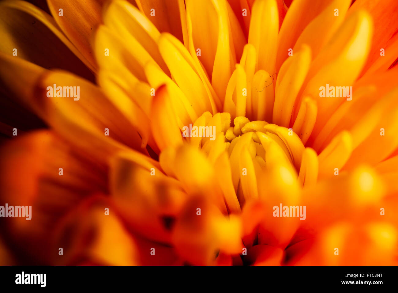 Macro shots of flowers, close up detail Stock Photo - Alamy