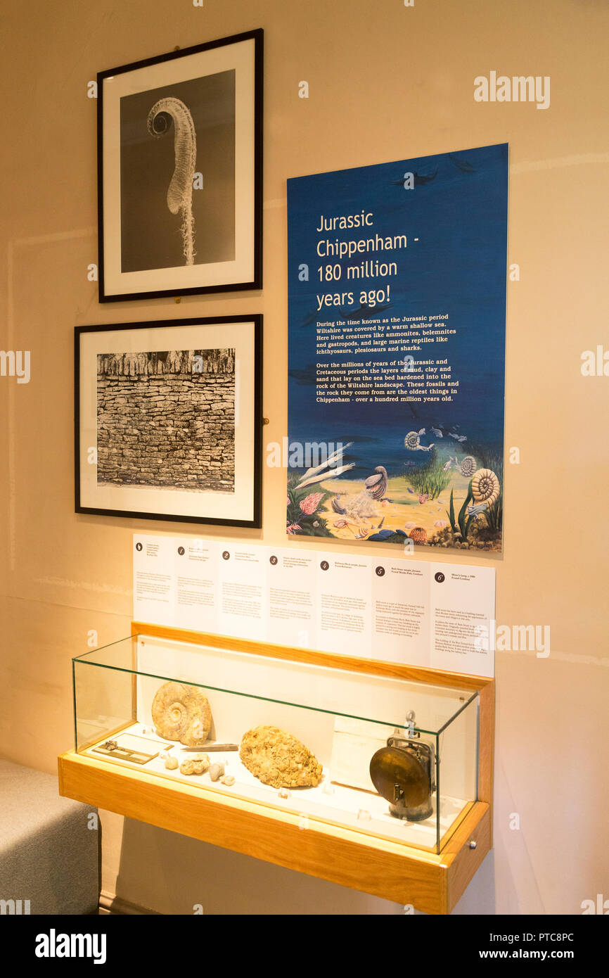 Jurassic geology display with permission of Chippenham museum ...