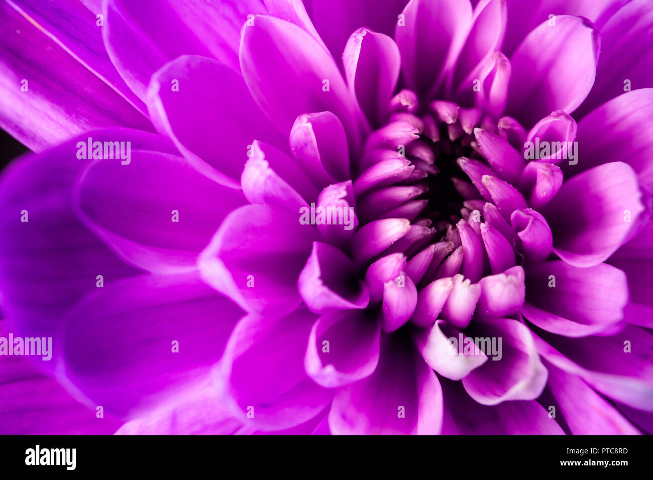 Macro shots of flowers, close up detail Stock Photo - Alamy