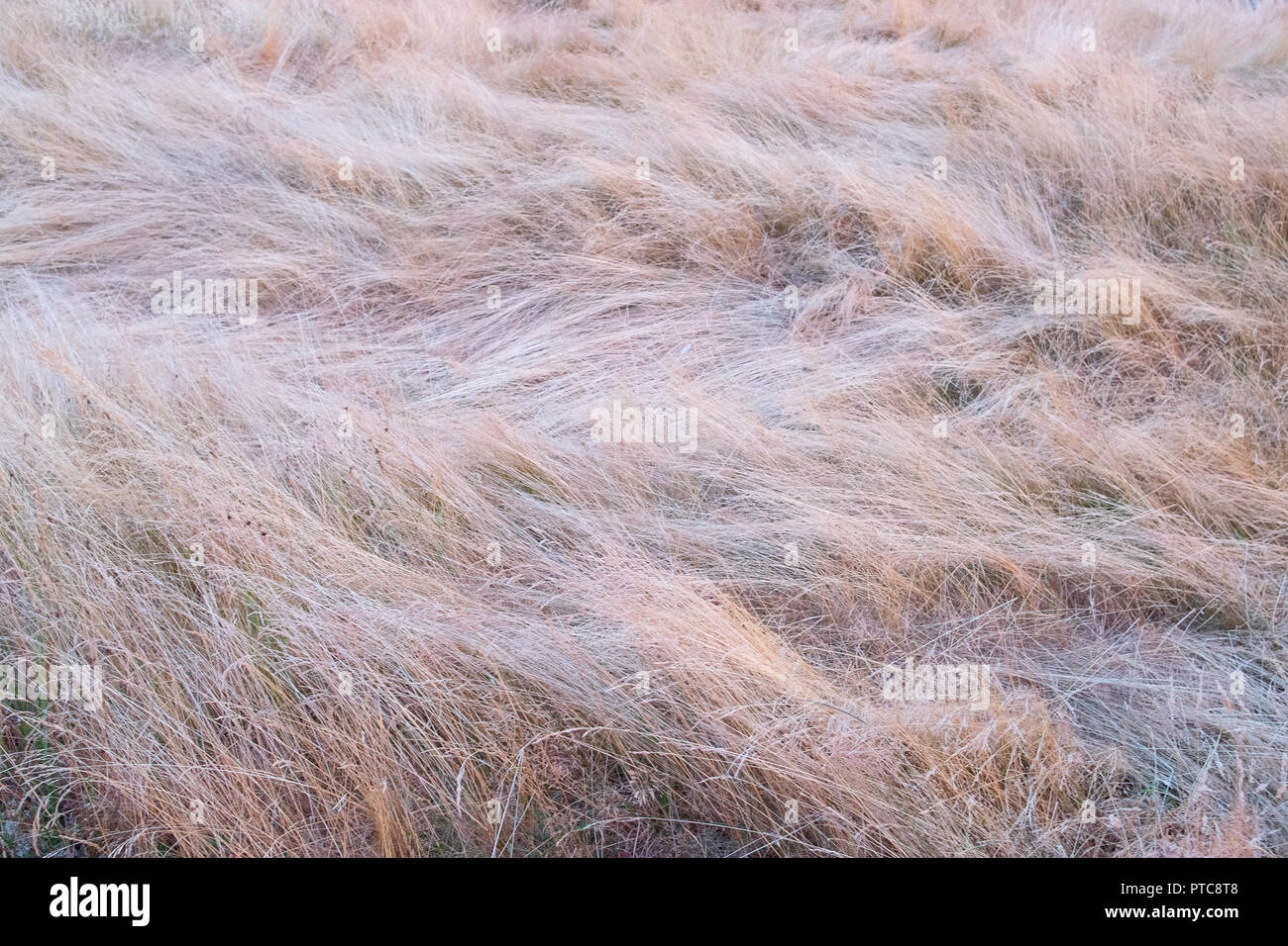 Grass patterns hi-res stock photography and images - Alamy