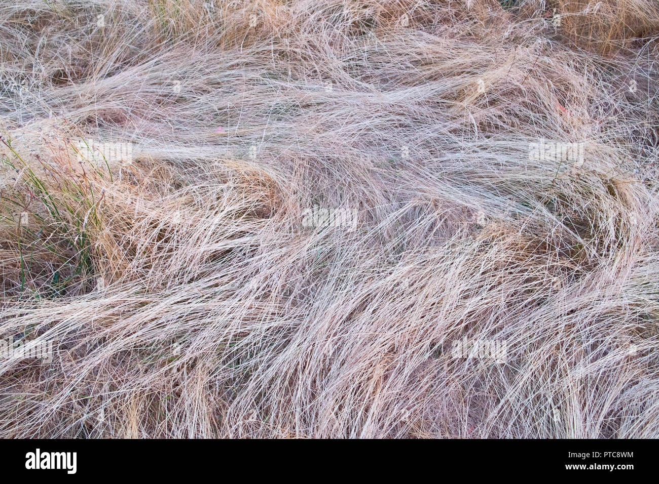 Grass patterns hi-res stock photography and images - Alamy