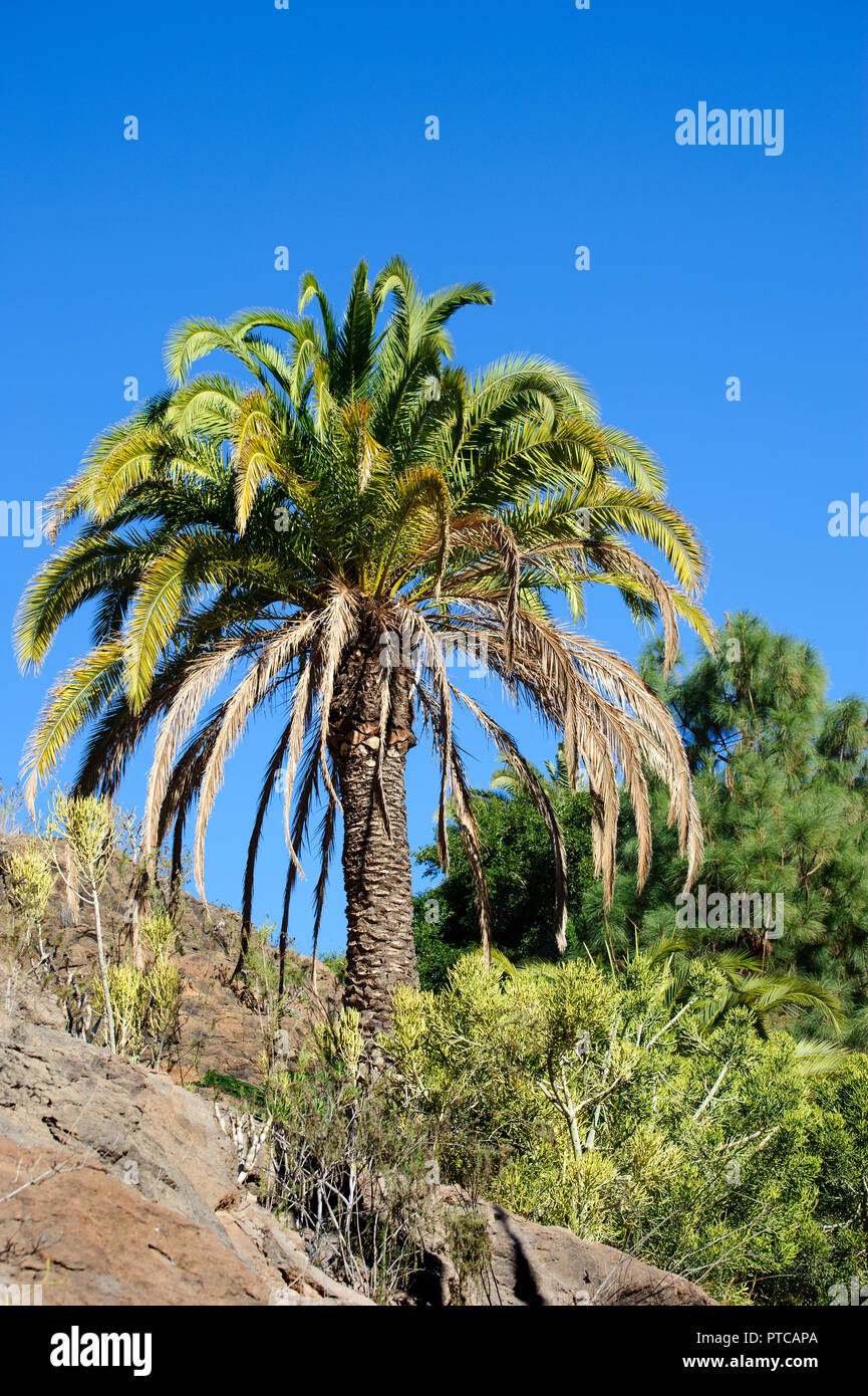 Gran canaria wildlife hi-res stock photography and images - Alamy