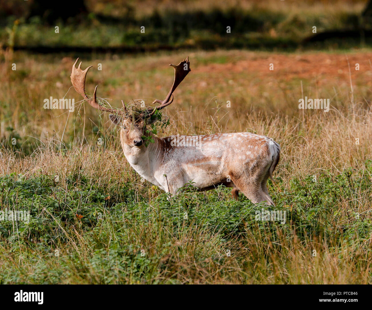 Fallow Deer (Dama dama Stock Photo - Alamy