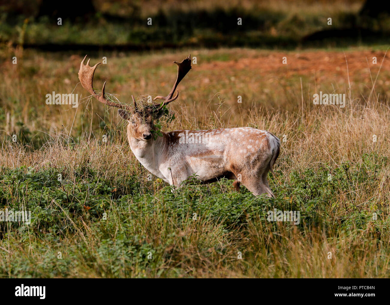 Fallow Deer (Dama dama Stock Photo - Alamy