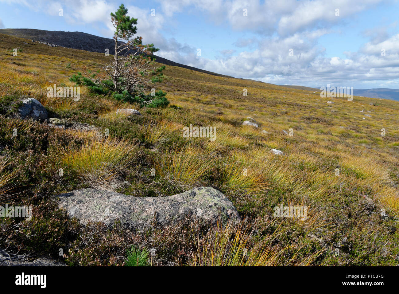 Pine slopes hi-res stock photography and images - Alamy
