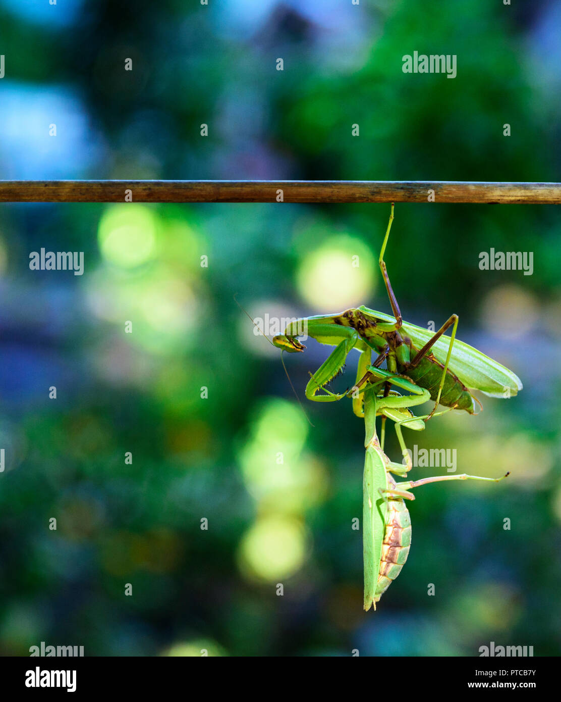 Mantis Mating Stock Photos & Mantis Mating Stock Images - Alamy