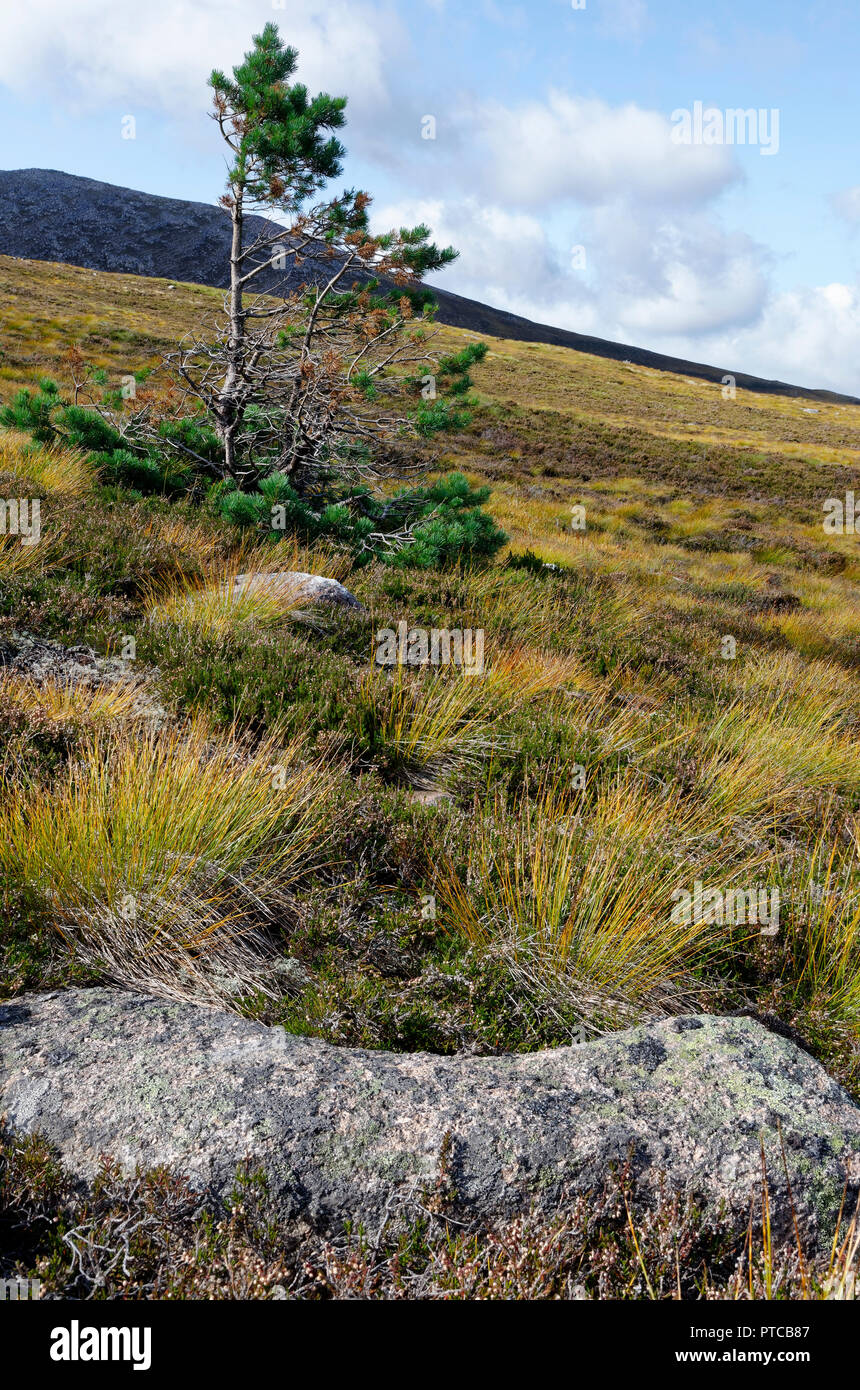 Pine slopes hi-res stock photography and images - Alamy