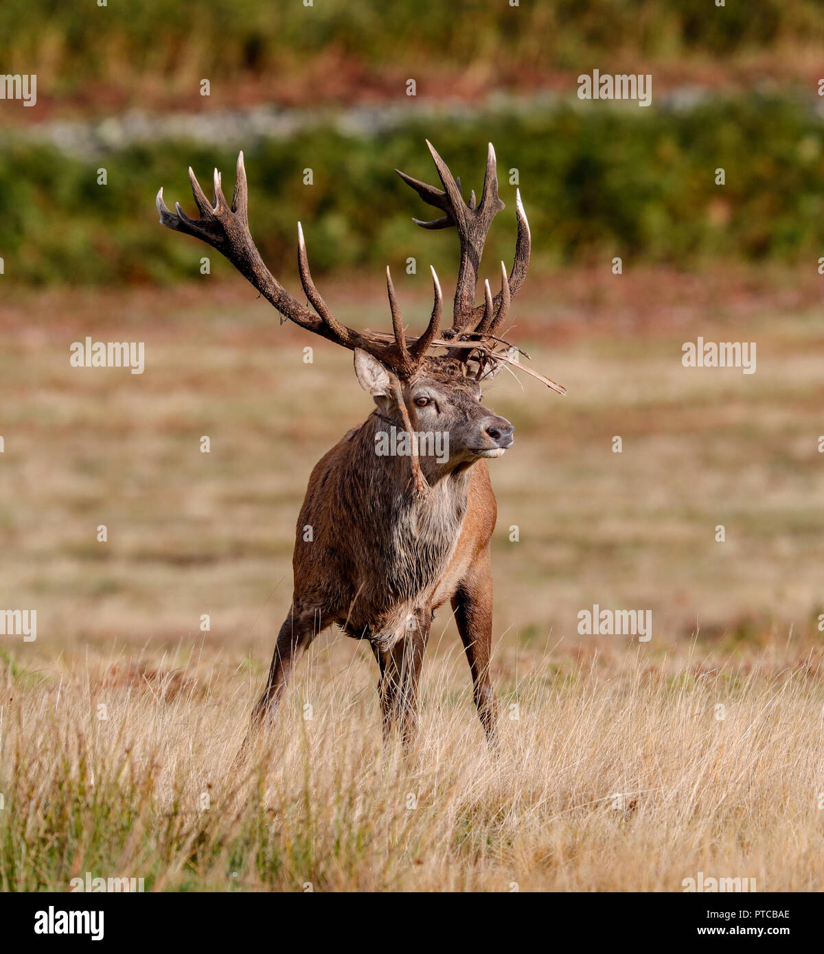 Branching anklers hi-res stock photography and images - Alamy