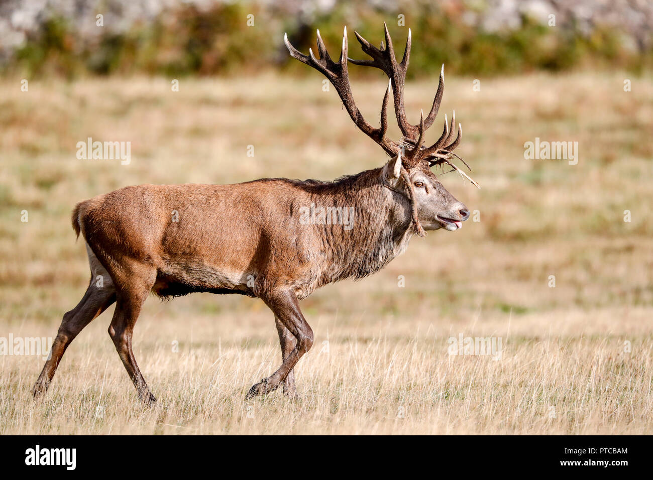 Long tapered muzzle hi-res stock photography and images - Alamy