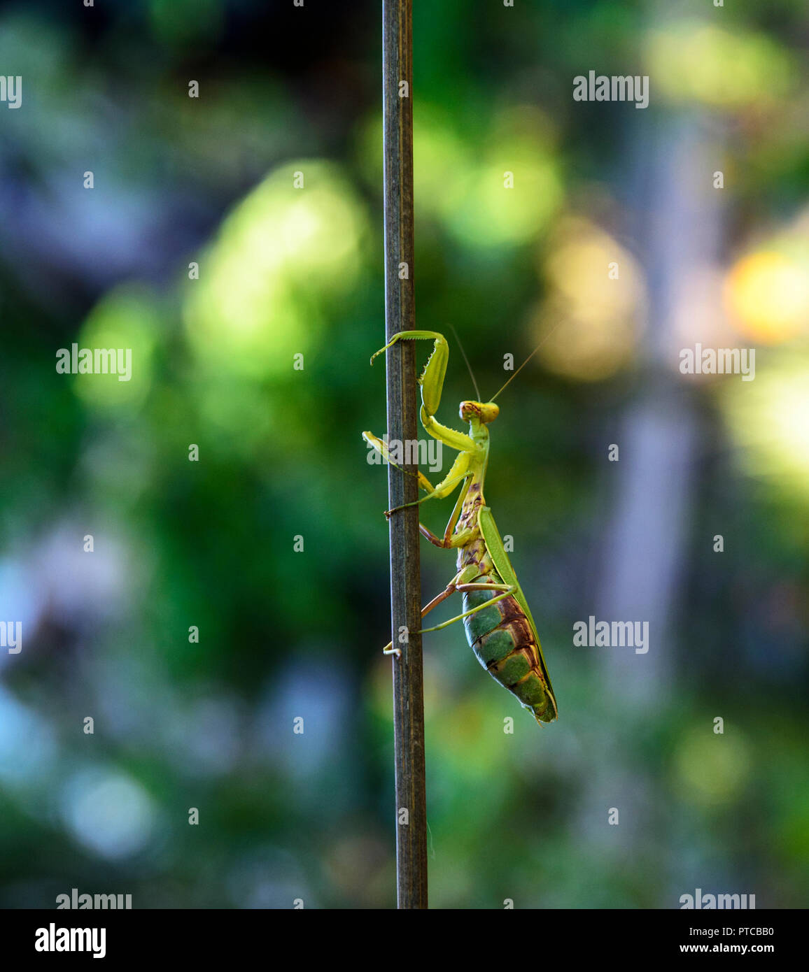 green big mantis crawling up the stick, blurred green background with ...