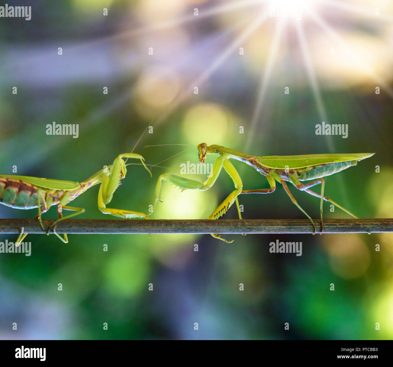 Mantis mating hi-res stock photography and images - Alamy