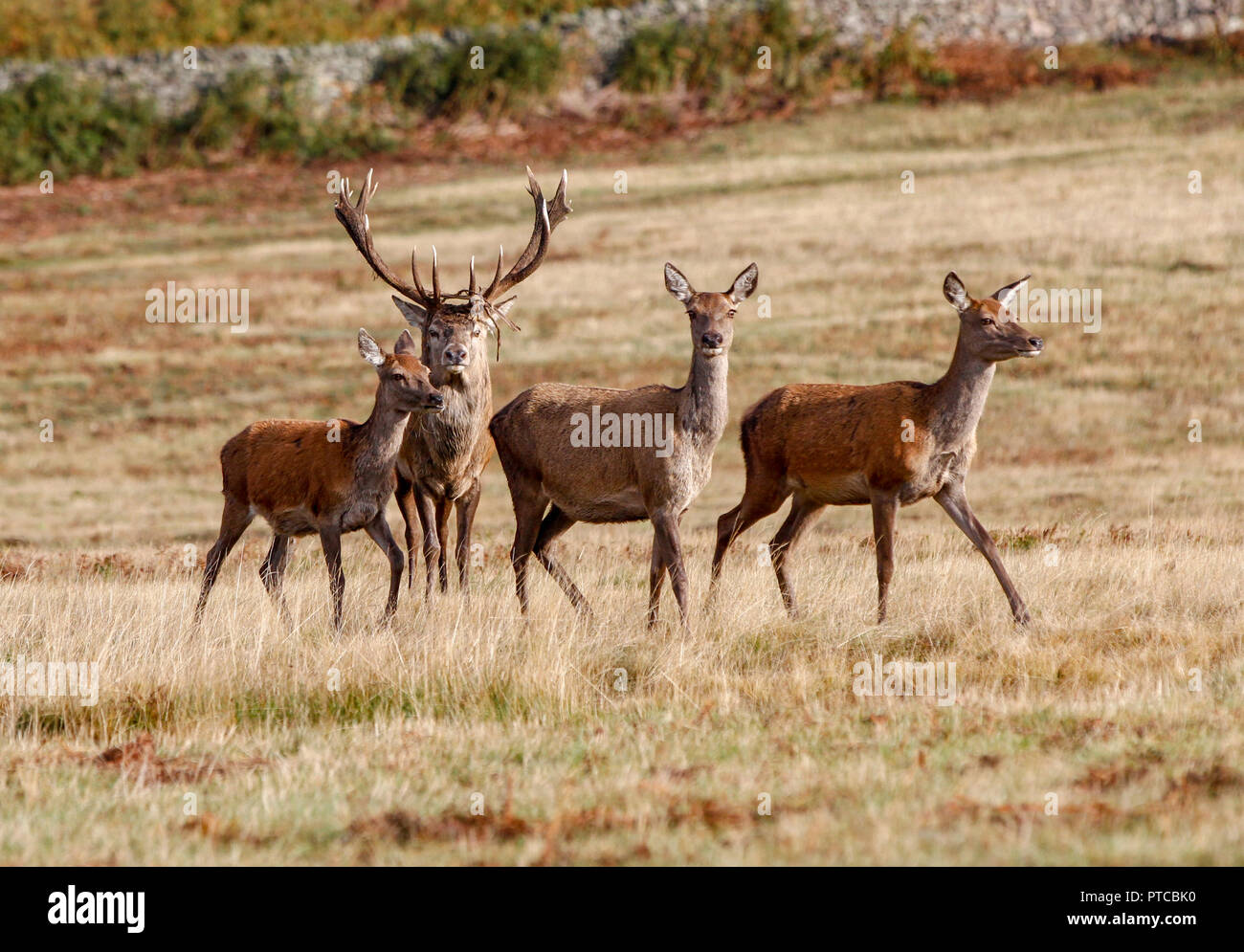 Deer of north africa hi-res stock photography and images - Alamy