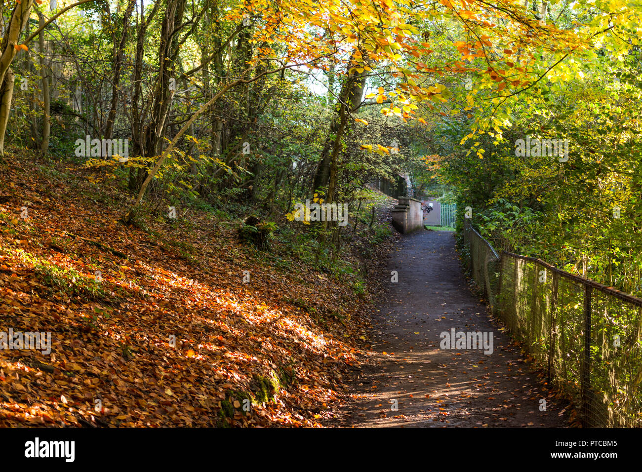 Fallen leaves and autumn colours on a woodland path. Duncans Dam ...