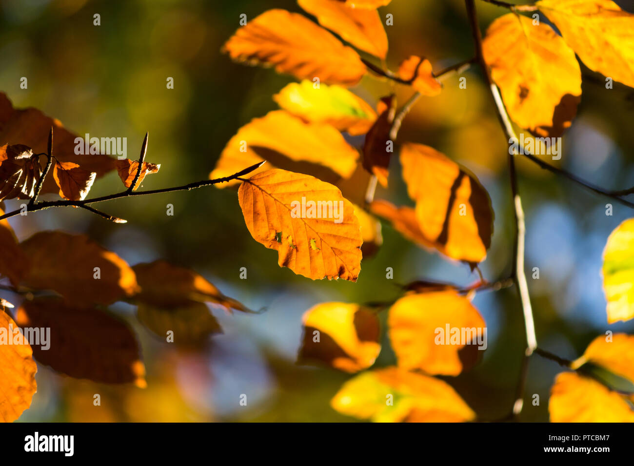 Copper leaves and branches hi-res stock photography and images - Alamy