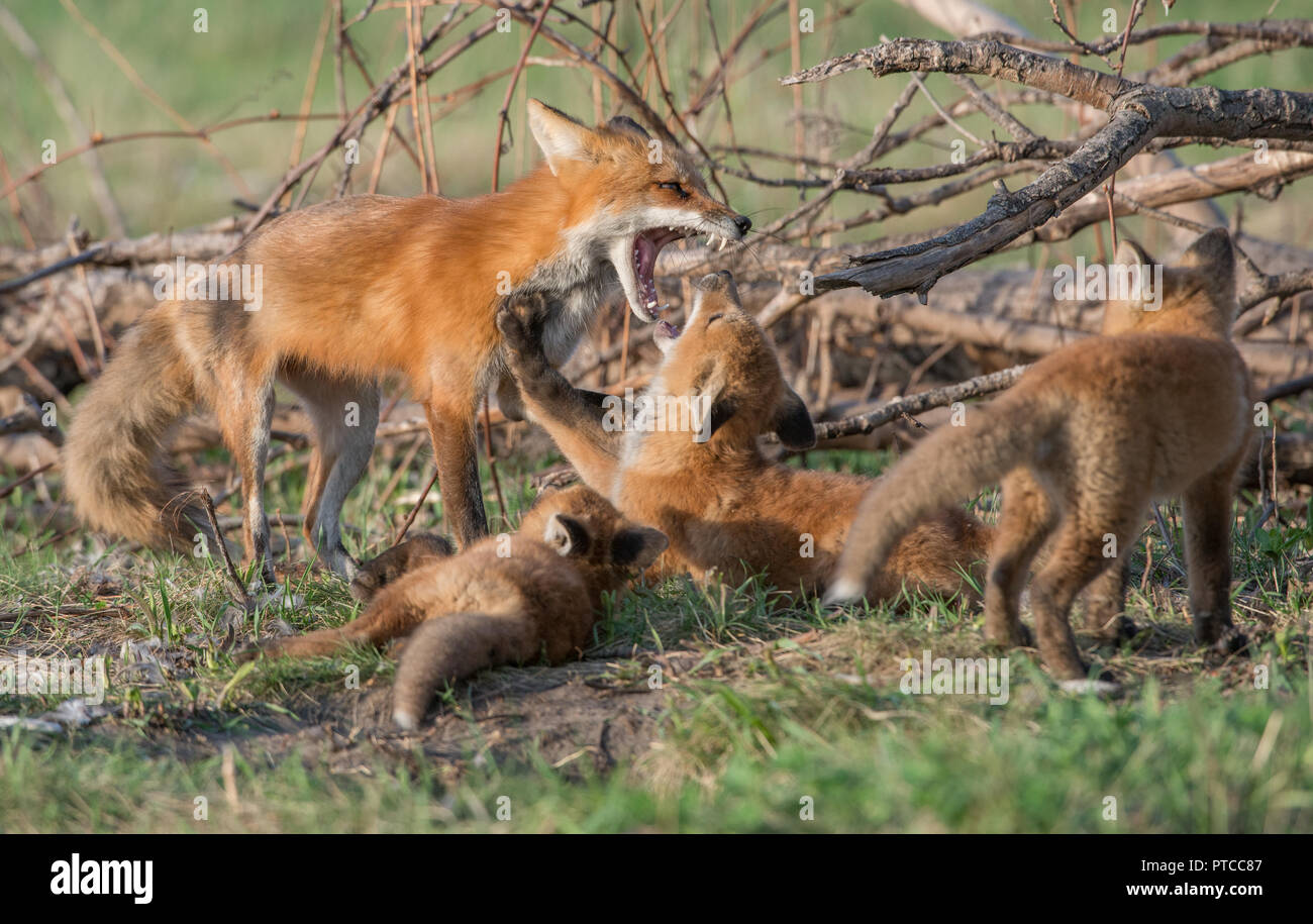 Red foxes in an urban park Stock Photo - Alamy