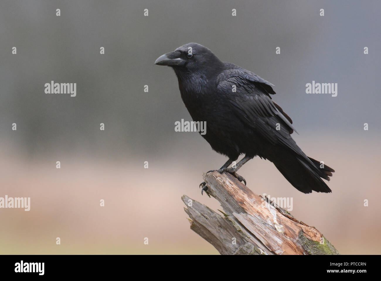 Zwarte raven hi-res stock photography and images - Alamy