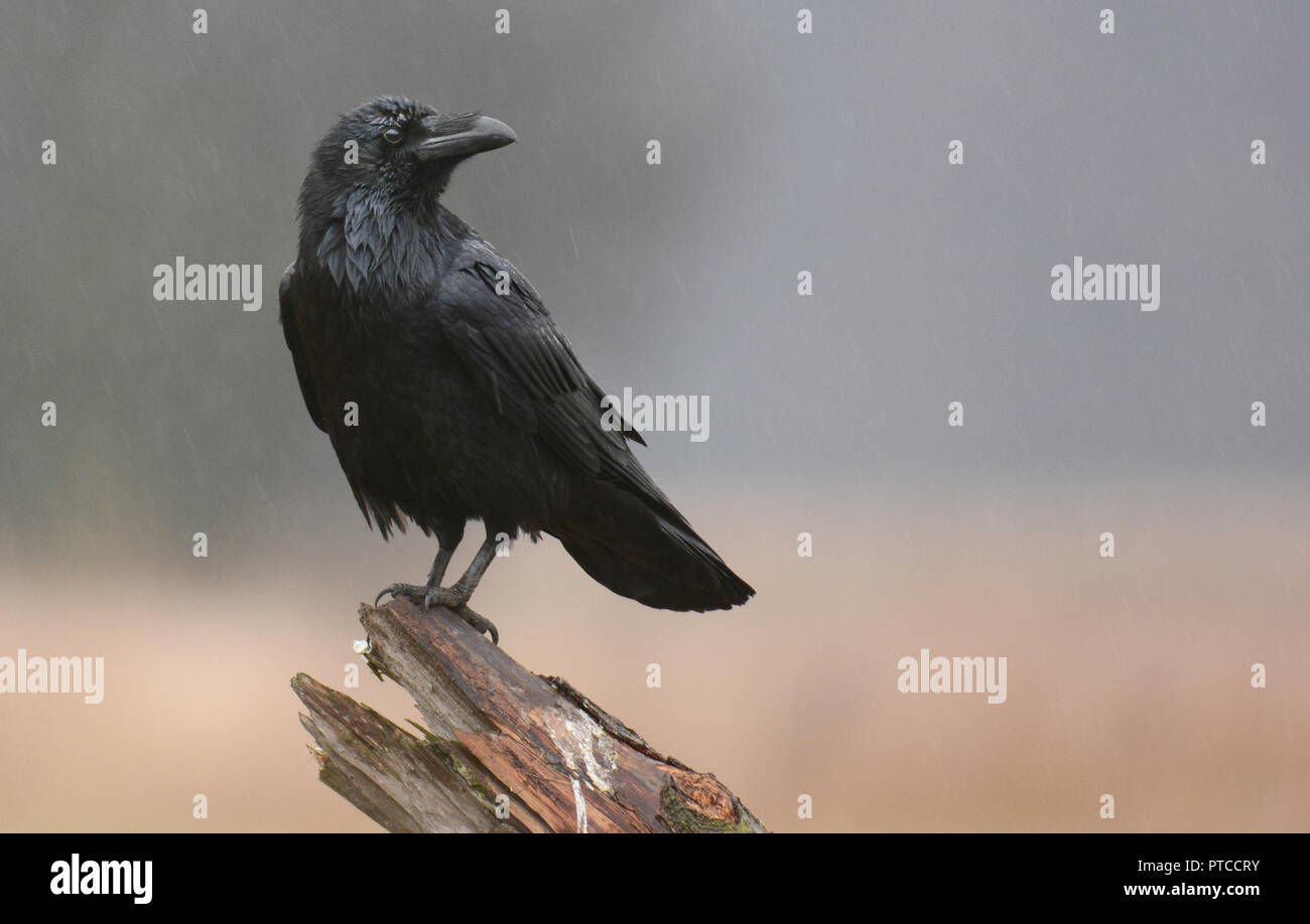 Raven eye hi-res stock photography and images - Alamy
