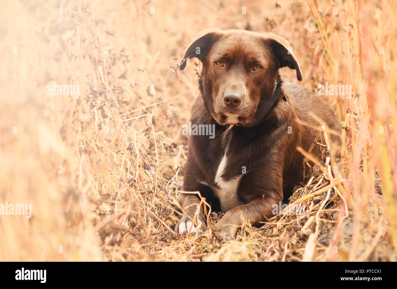 Young brown labrador hi-res stock photography and images - Alamy